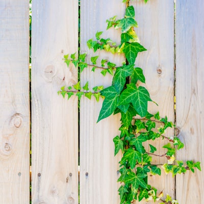 Pianta rampicante: quale varietà scegliere per casa tua?