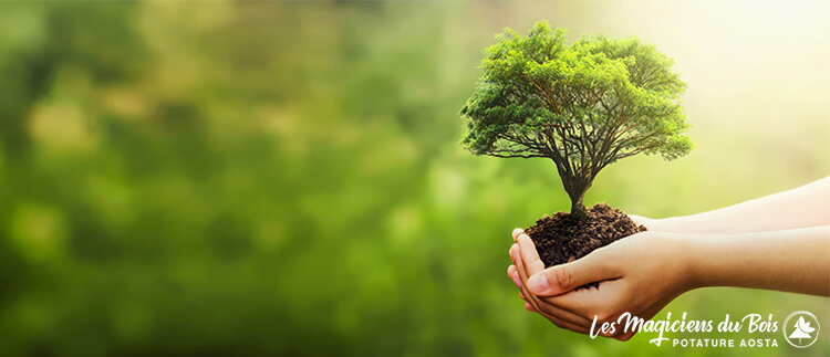 Piantare Alberi Aosta: un Importante Regalo Sostenibile